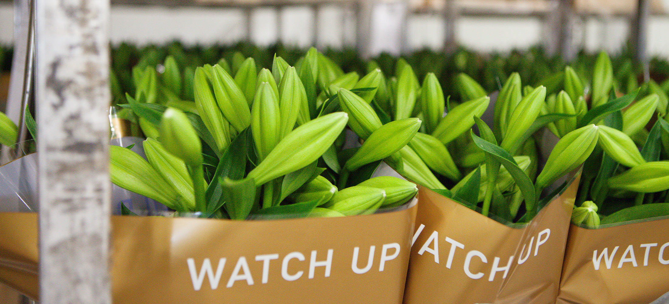 Invaro | Weten wat de Furora Lelie oplevert?